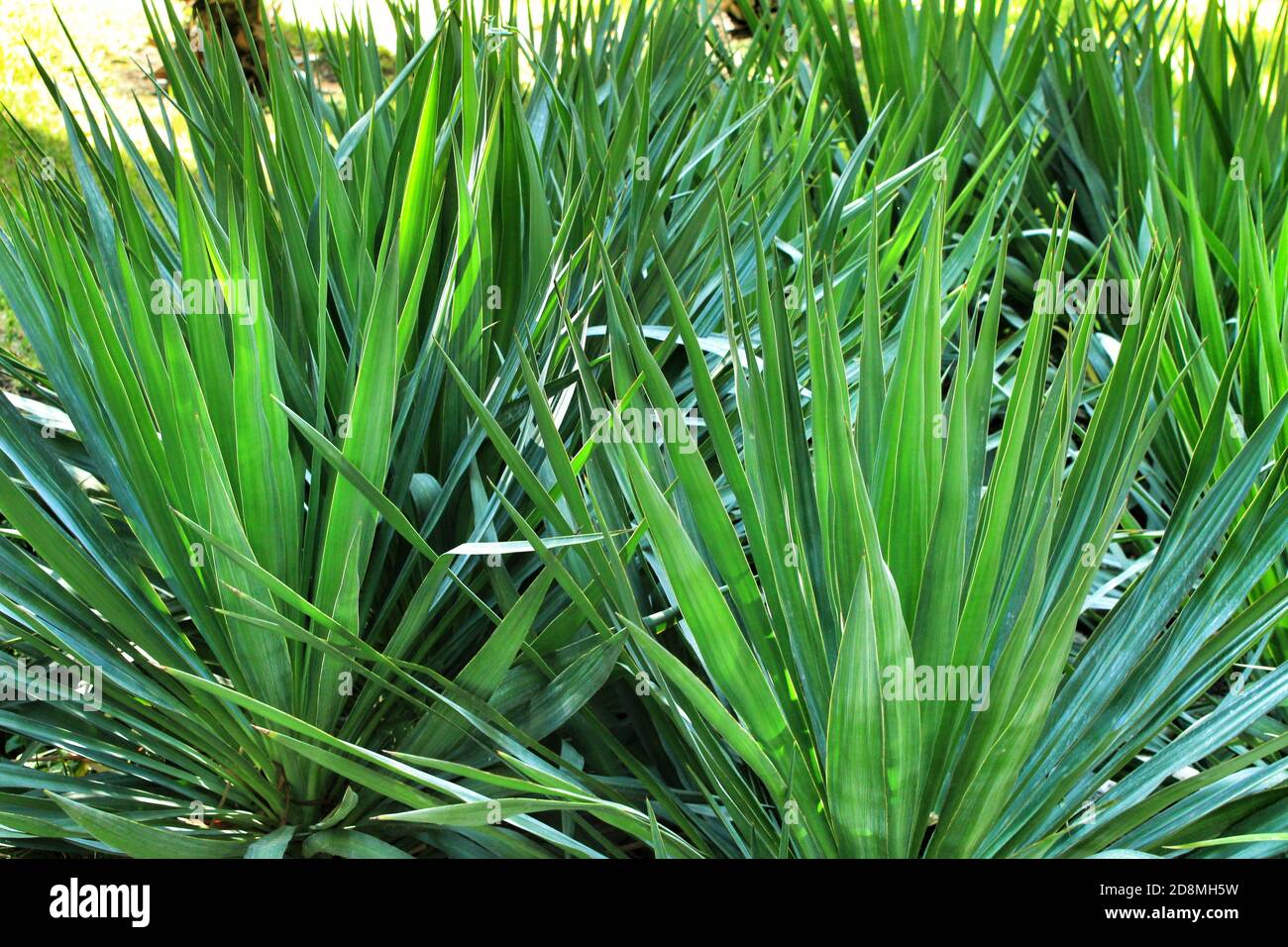 Yucca plant florida hi-res stock photography and images - Alamy