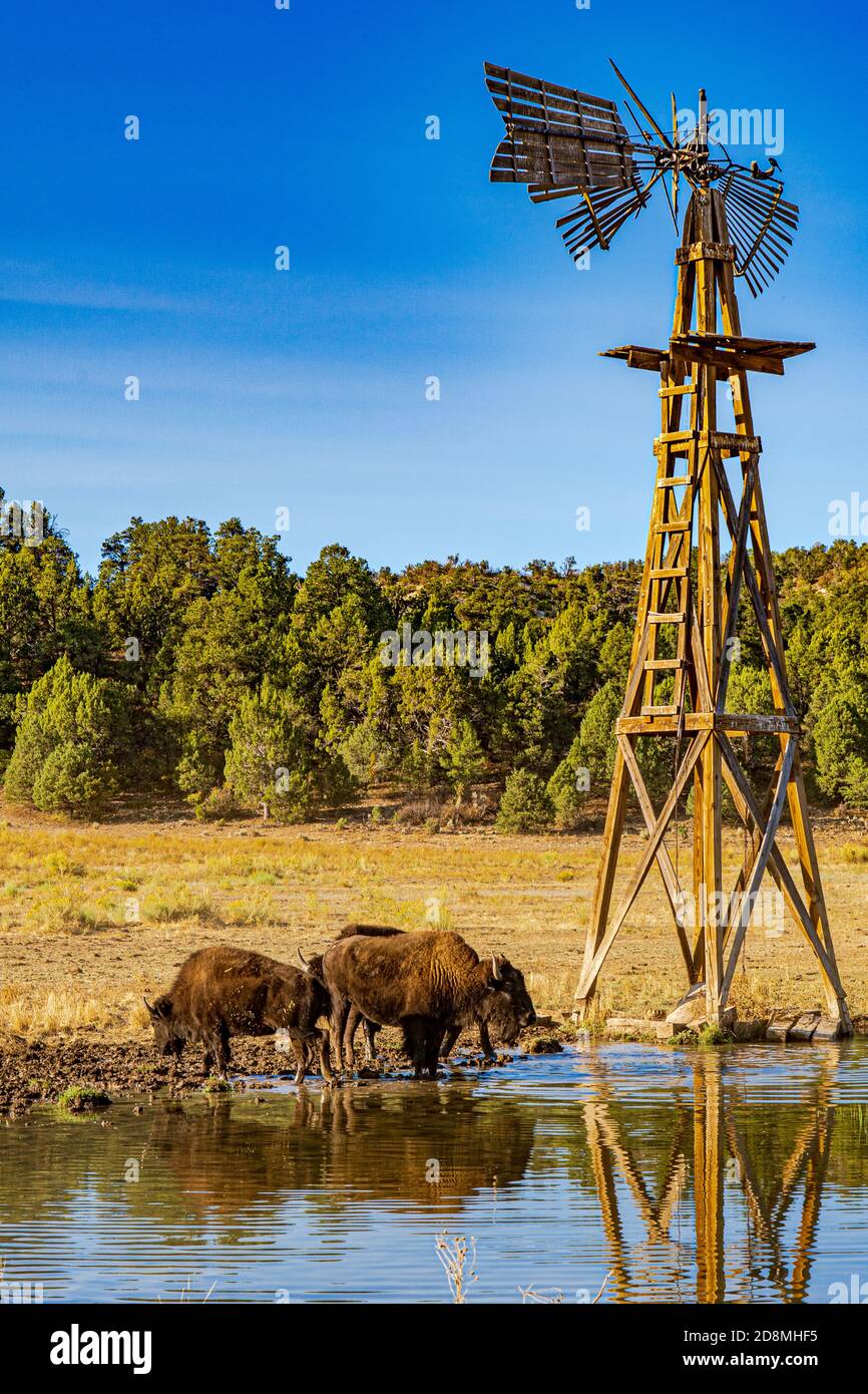 Buffalo at the old windmill Stock Photo - Alamy