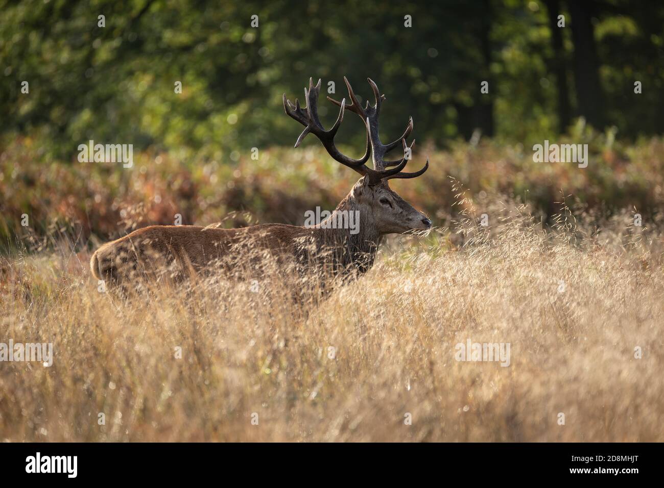 Beautiful image of red deer stag in colorful Autumn Fall landscape ...