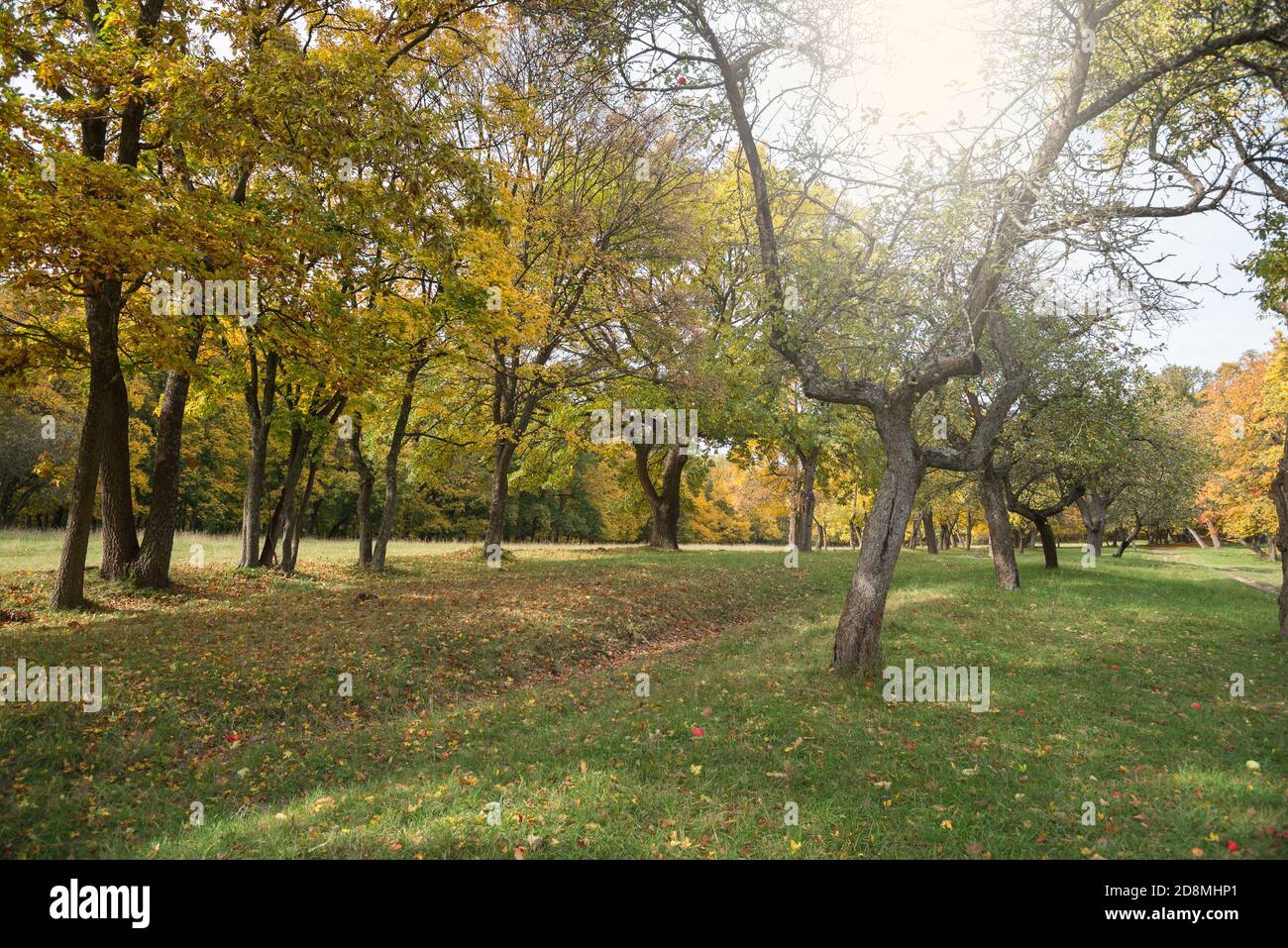 Yellow and orange trees in the fall on a meadow Stock Photo - Alamy