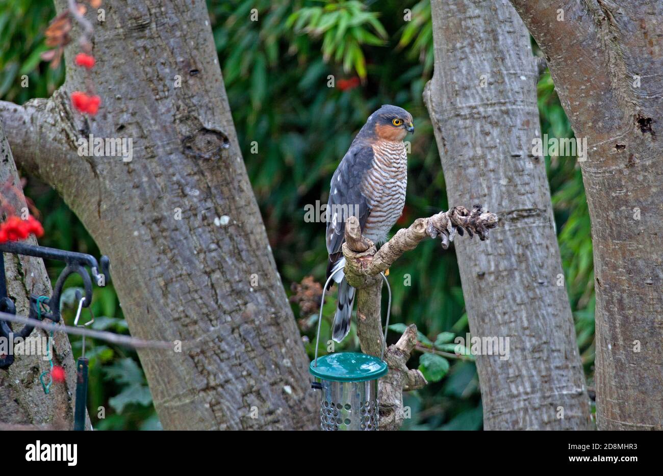 Male Sparrowhawk, Edinburgh, Scotland, UK. 31 October 2020. Temperature ...