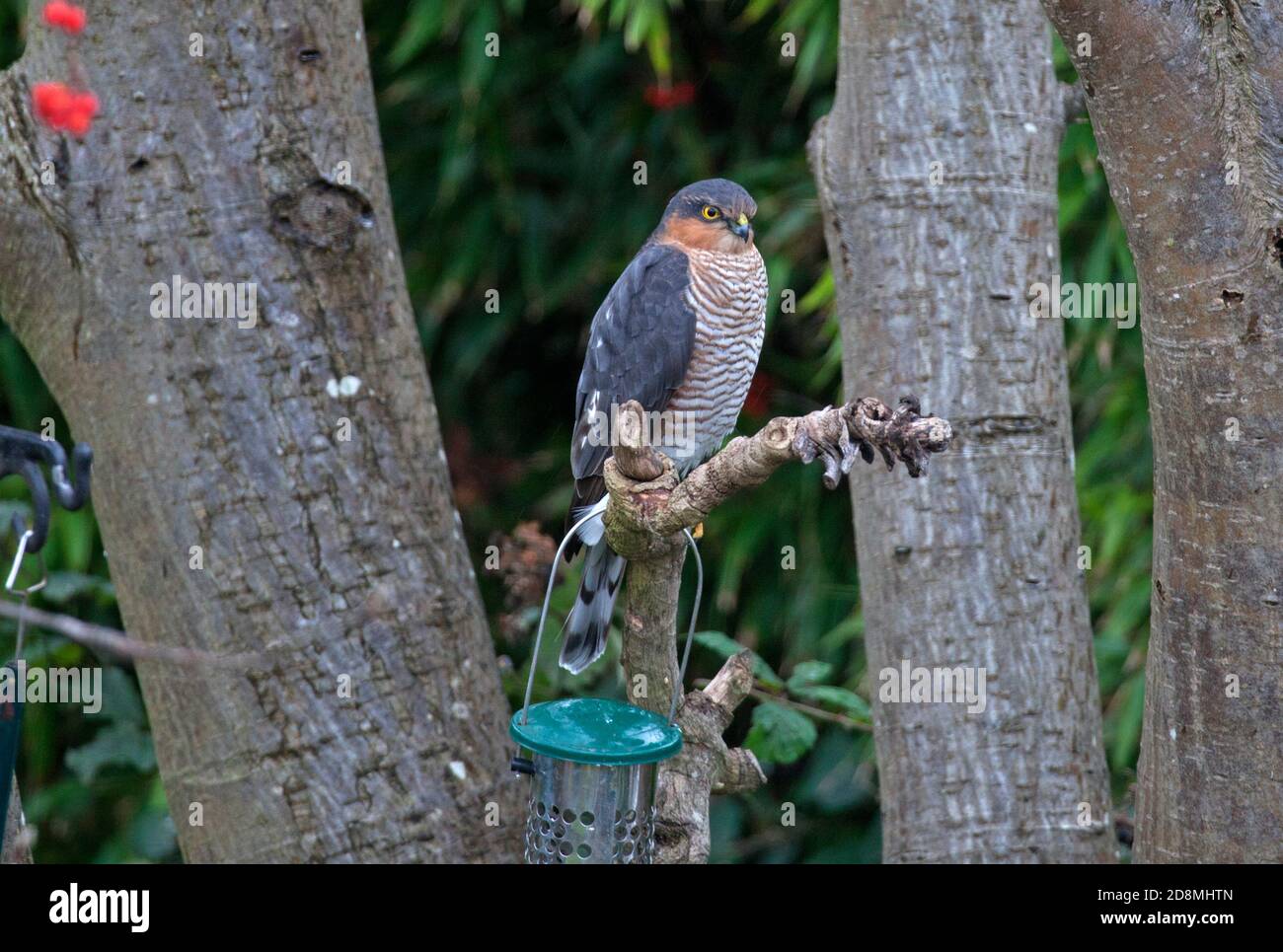 Male Sparrowhawk, Edinburgh, Scotland, UK. 31 October 2020. Temperature ...