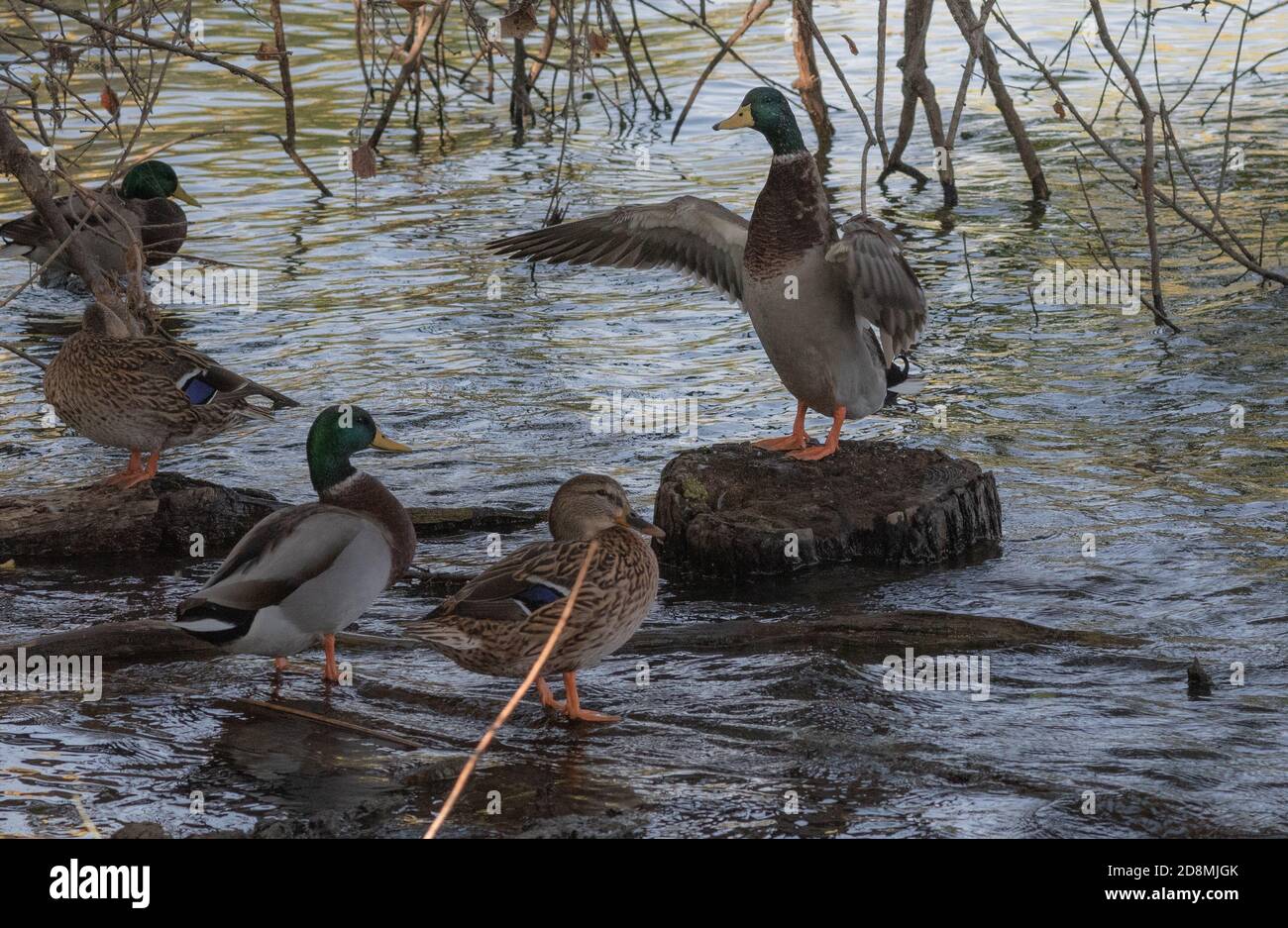 Duck orchestra hi-res stock photography and images - Alamy