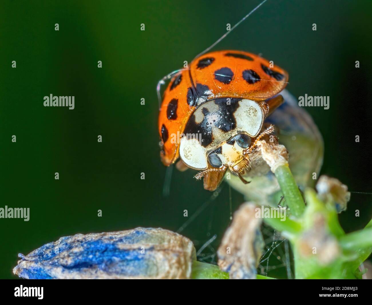 Ladybird end life hi-res stock photography and images - Alamy
