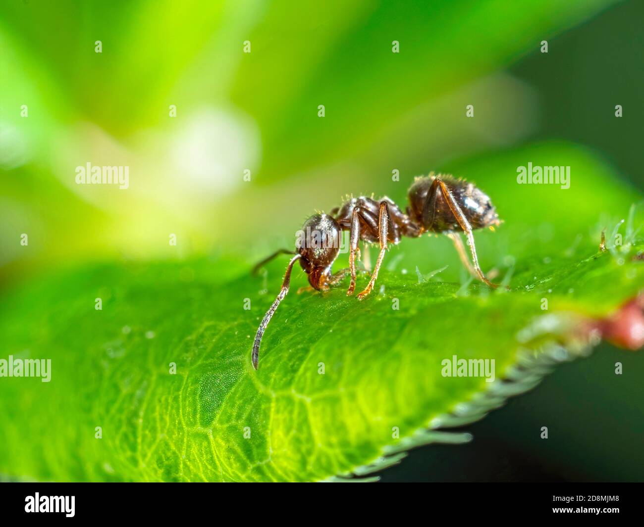 Red Ant illuminated by light Stock Photo - Alamy