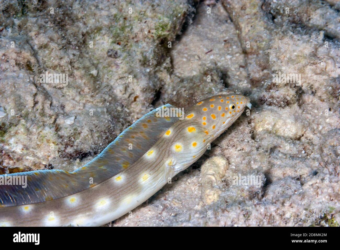 Myrichthys breviceps, the sharptail snake-eel, is a fish species native ...