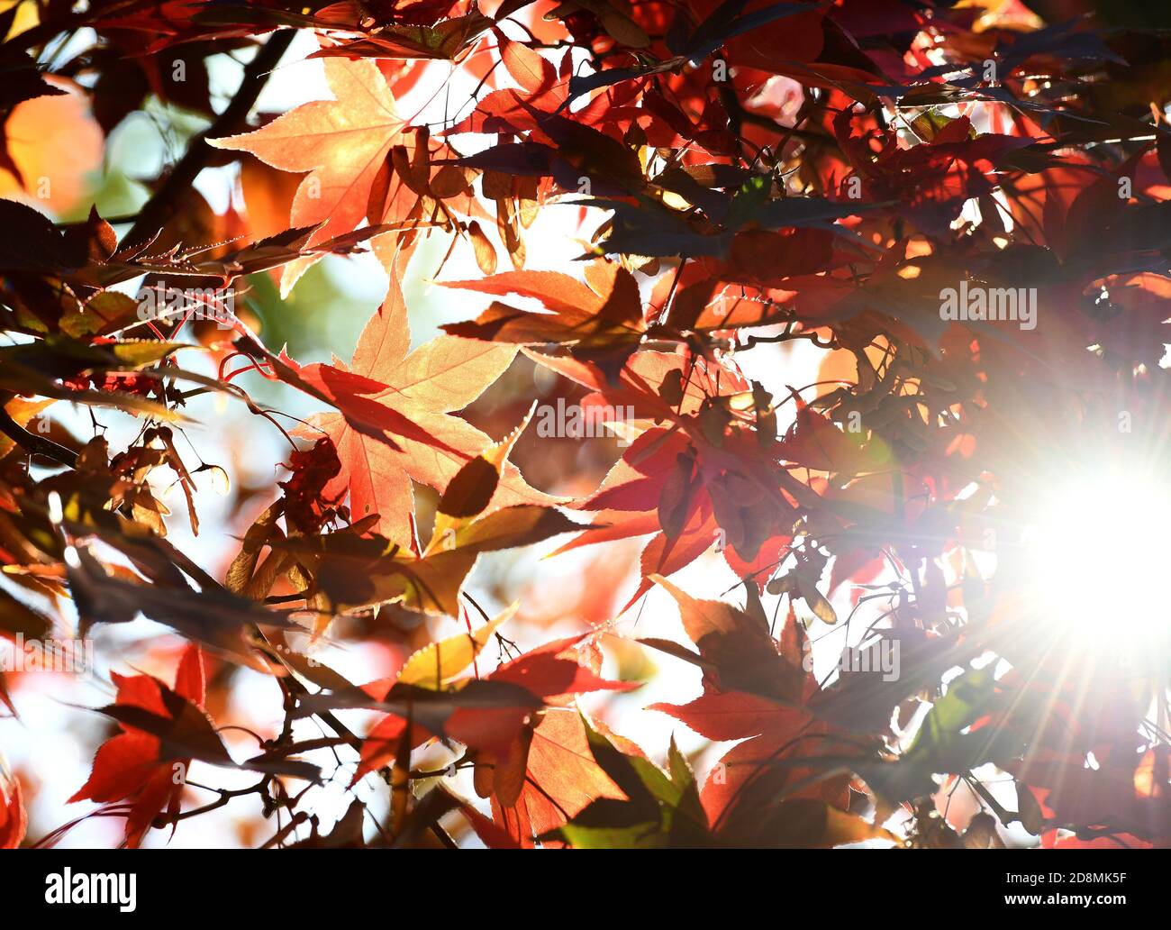 Sun shines on maple hi-res stock photography and images - Alamy