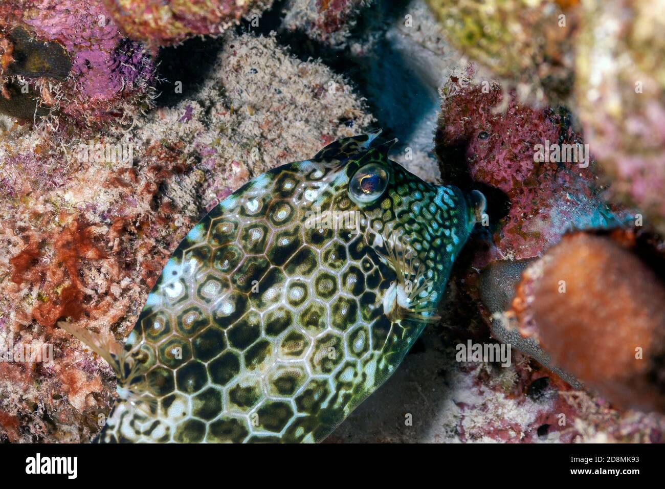 Honeycomb cowfish hi-res stock photography and images - Alamy