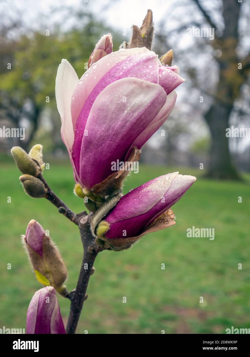 Cornus florida, the flowering dogwood, is a species of flowering tree ...