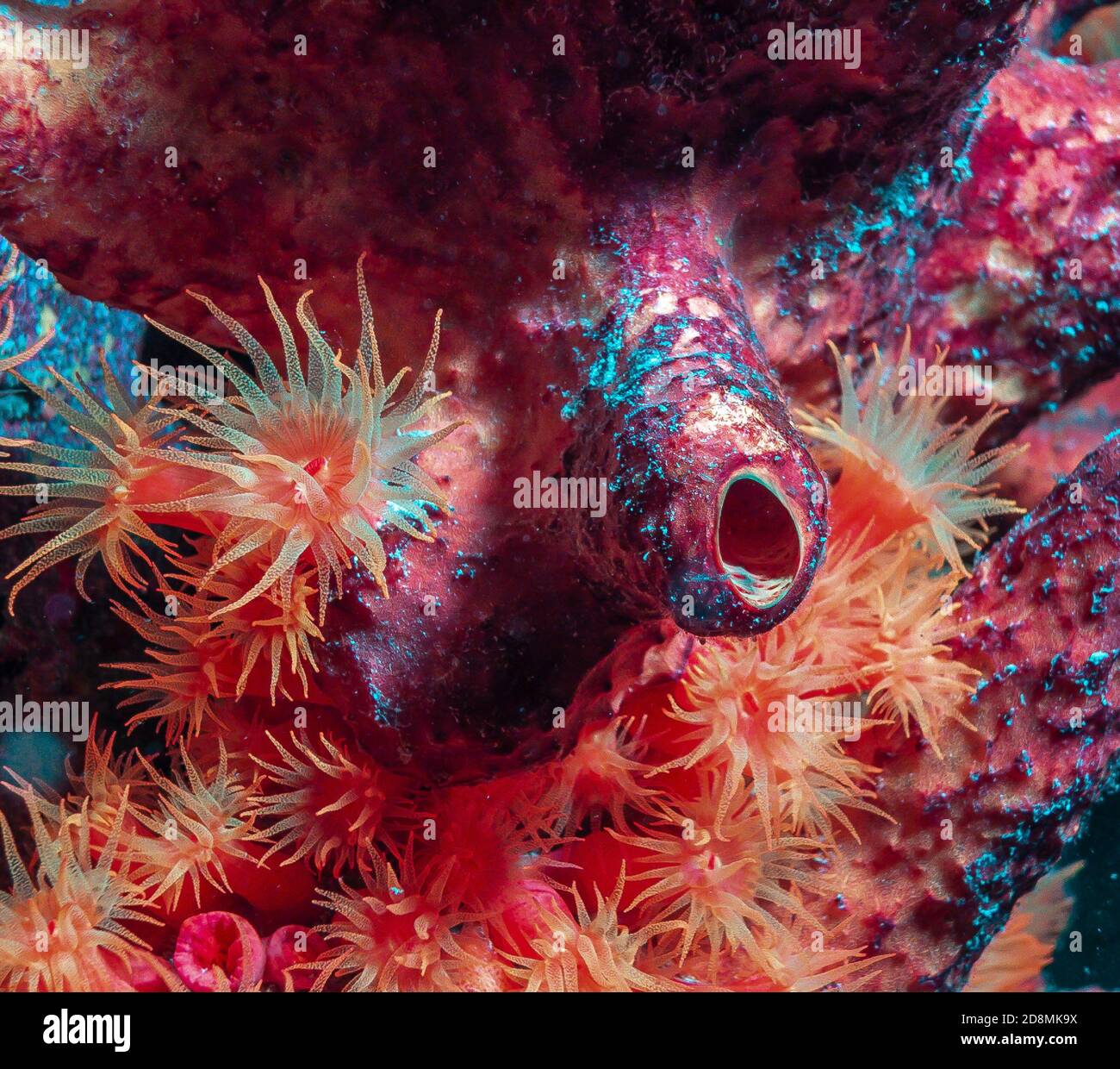Orange cup coral,Tubastraea coccinea,belongs to a group of corals known ...