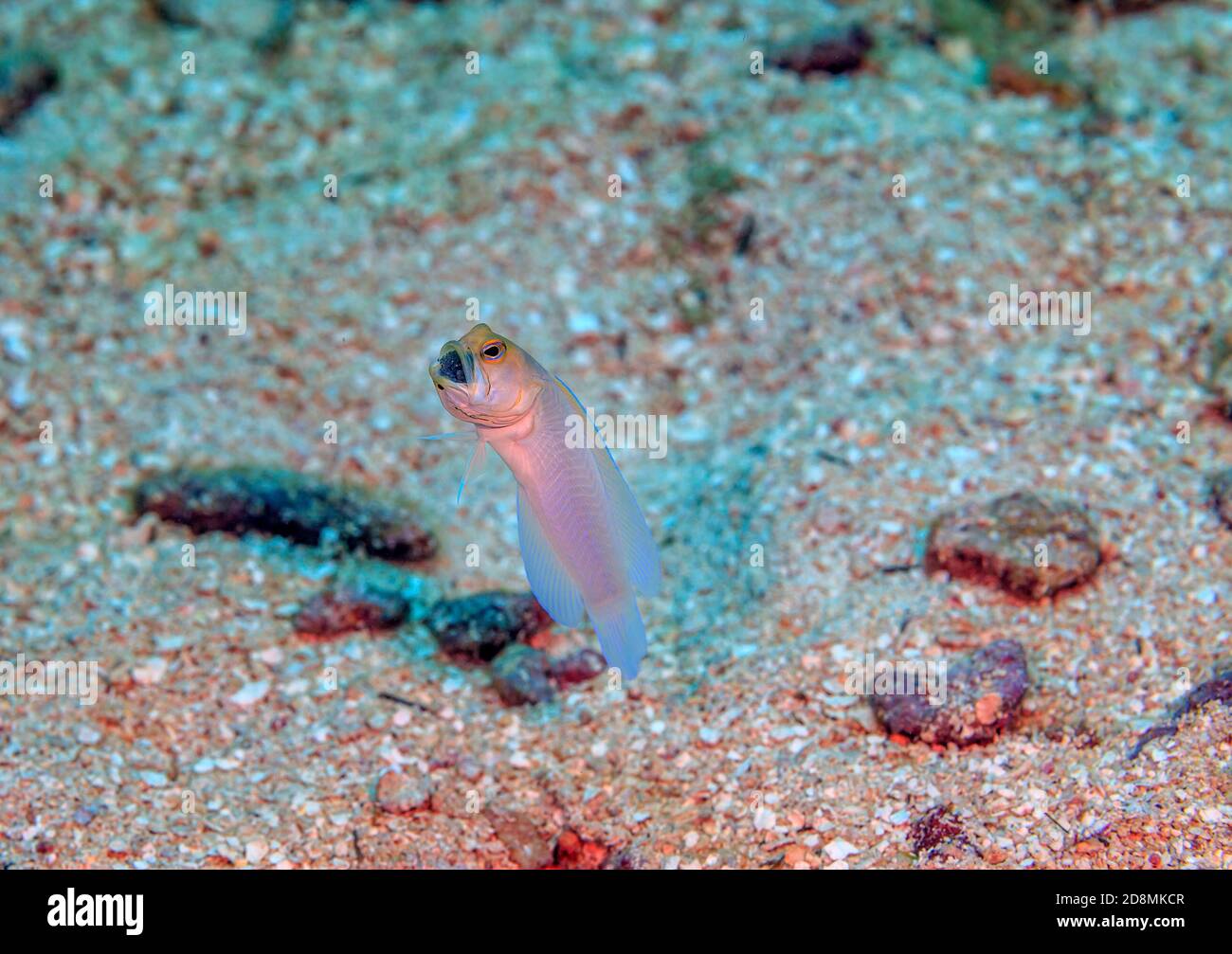 yellowhead jawfish ,Opistognathus aurifrons is a species of jawfish ...