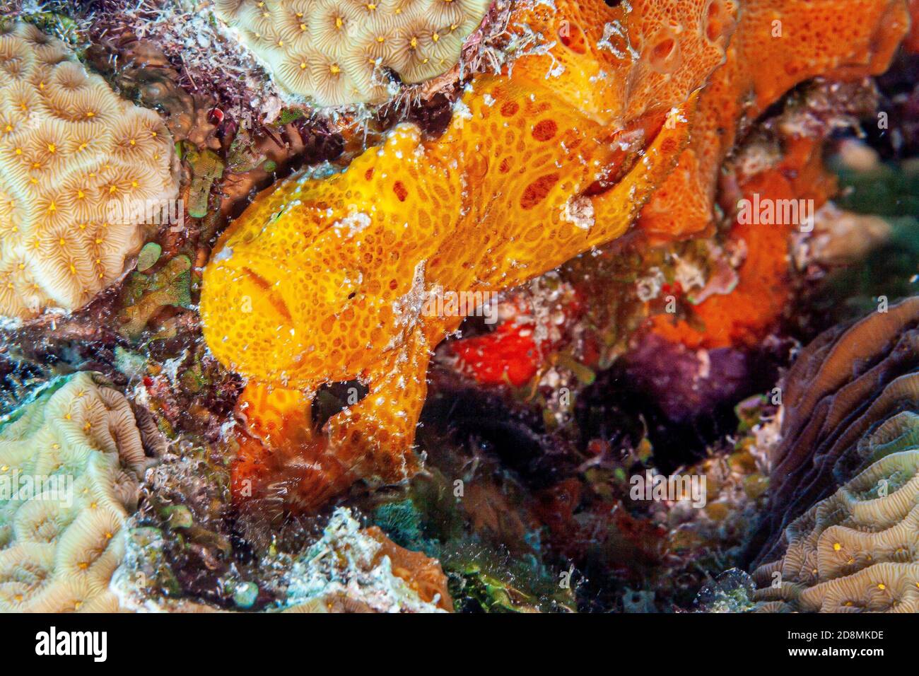 Frogfishes are any member of the anglerfish family Antennariidae Stock ...