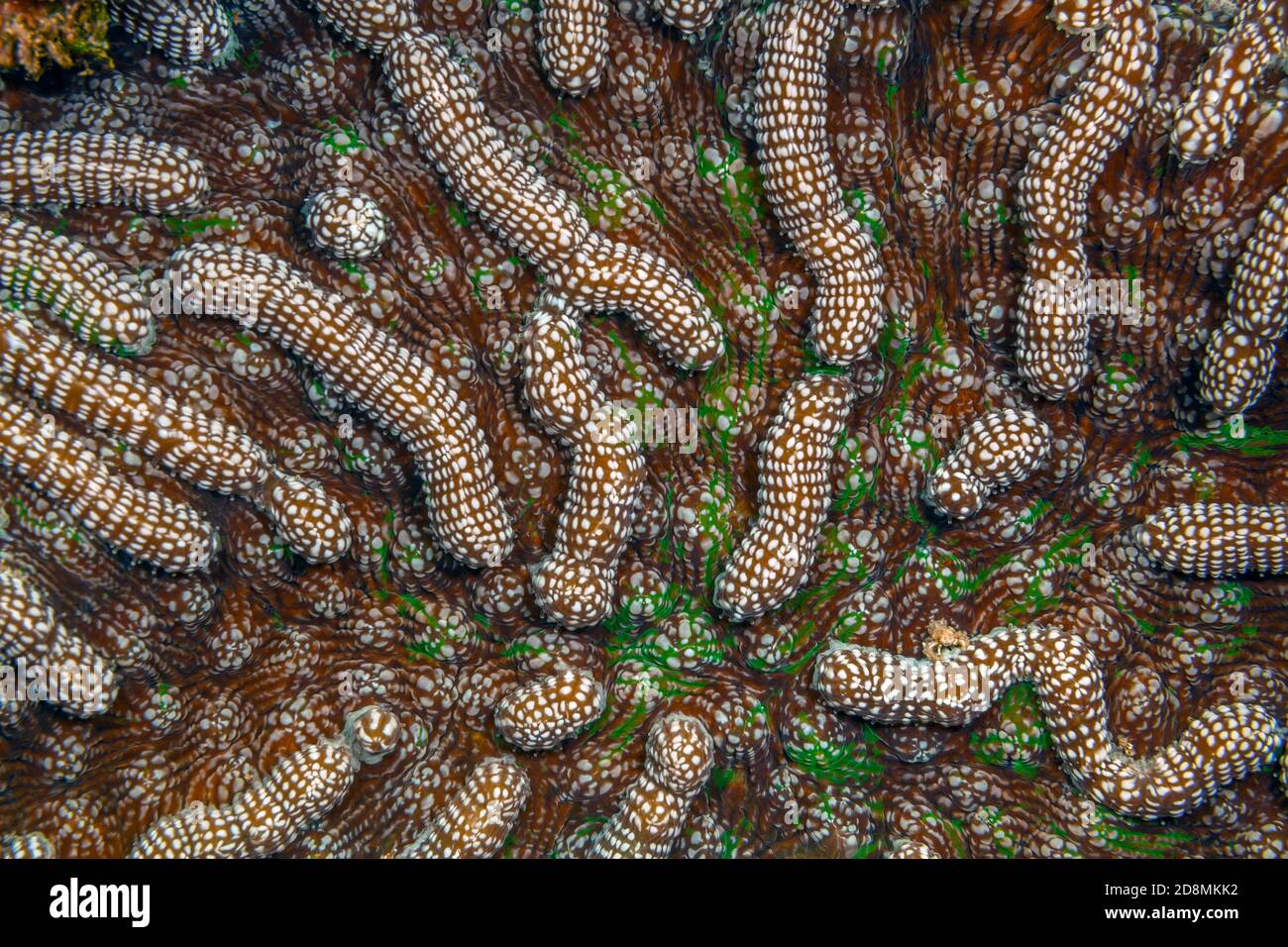 Diploria is a monotypic genus of massive reef building stony corals in ...