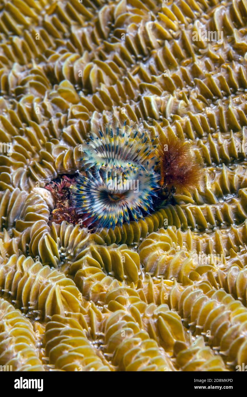 Brain sponges hi-res stock photography and images - Alamy