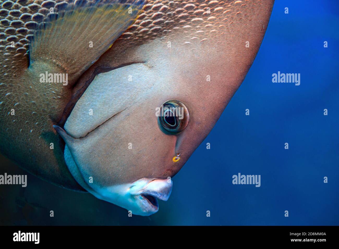 French angelfish,Pomacanthus paru is a large angelfish of the family ...