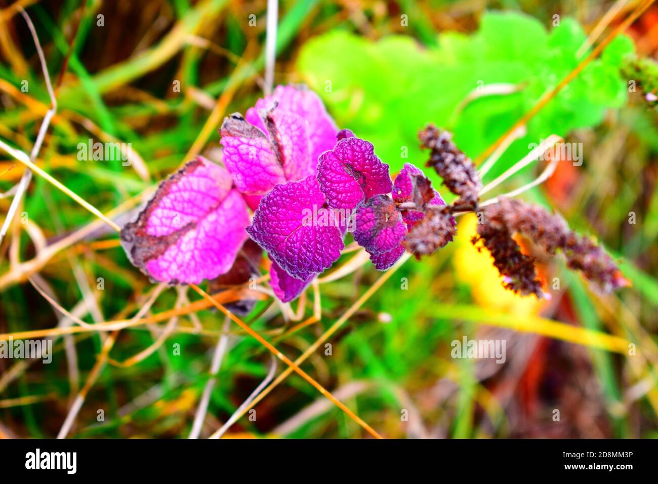 purple mint leaves Stock Photo - Alamy