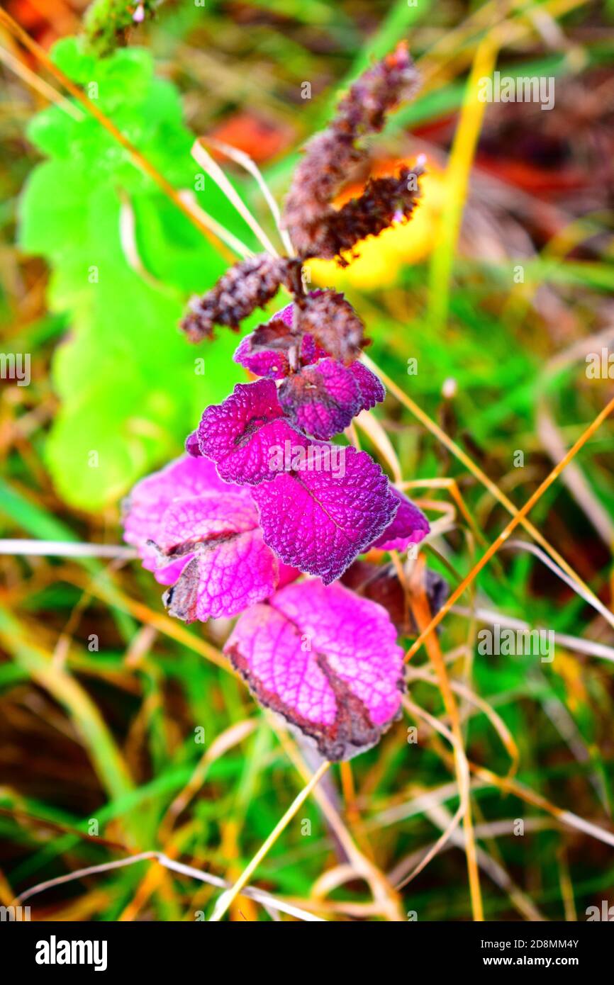 purple mint leaves Stock Photo - Alamy