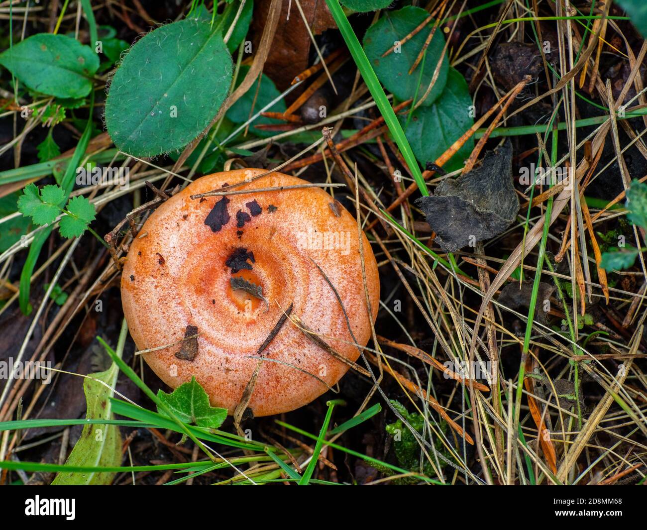 bloody milk cap mushroom (Lactarius sanguifluus) isolated in the forest ...