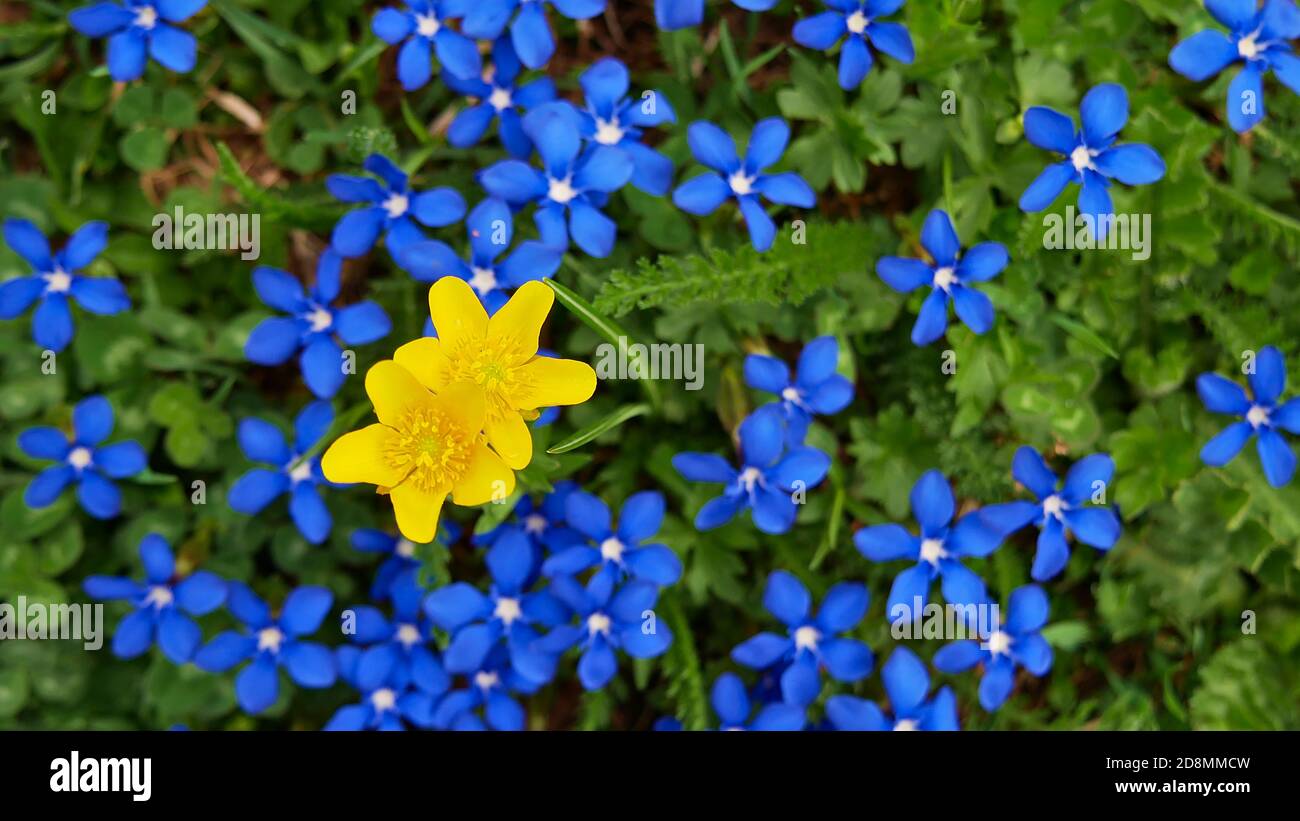 Blue alpine flora hi-res stock photography and images - Alamy