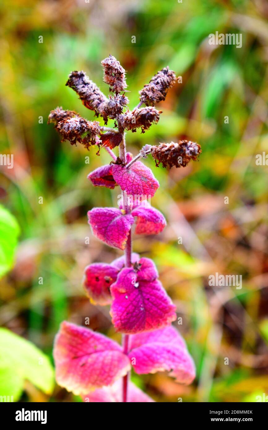 purple mint leaves Stock Photo - Alamy