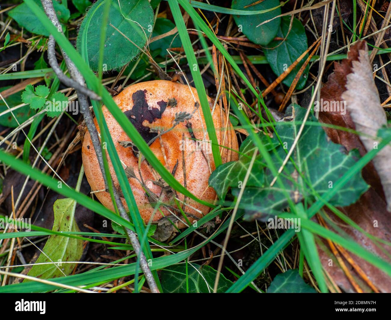 bloody milk cap mushroom (Lactarius sanguifluus) hidden under the ...