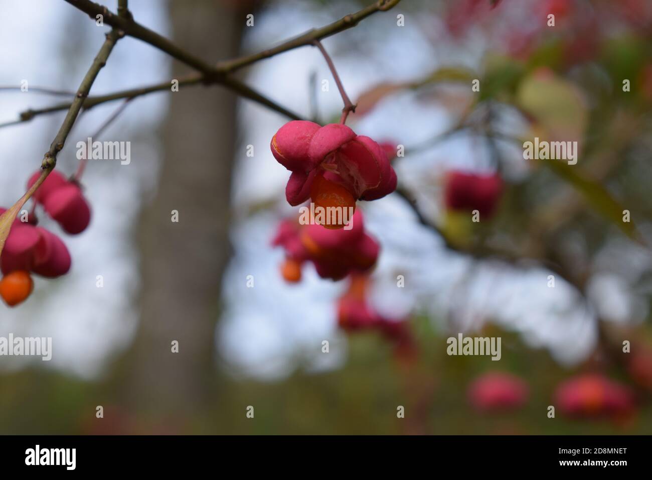Red cascade Stock Photo - Alamy
