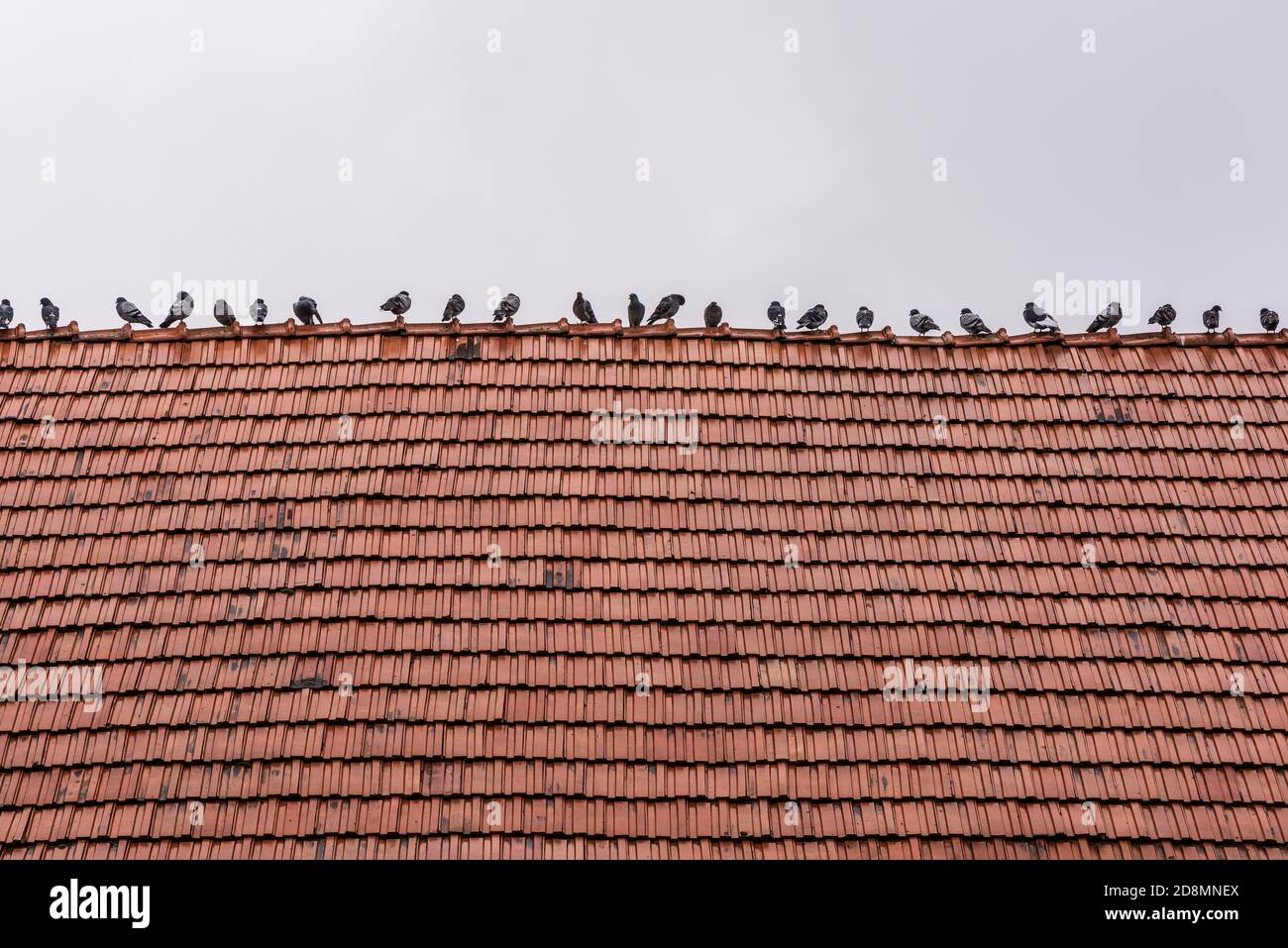 Birds in a row hi-res stock photography and images - Alamy