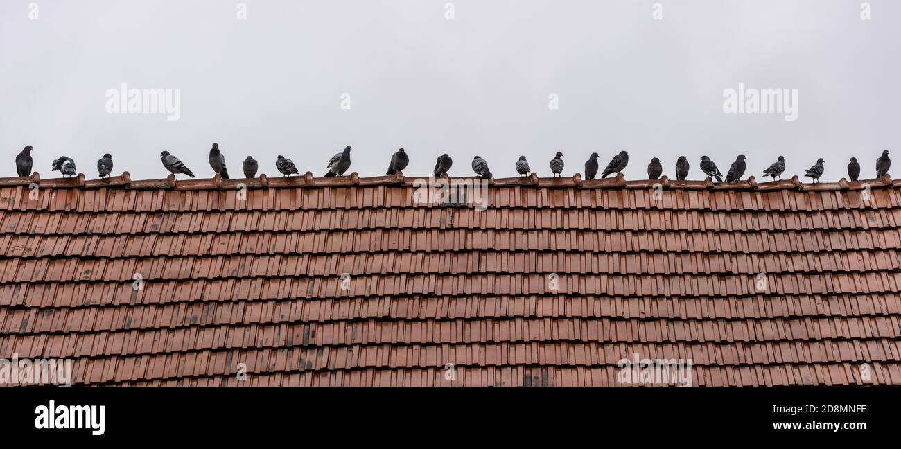 Dove row hi-res stock photography and images - Alamy