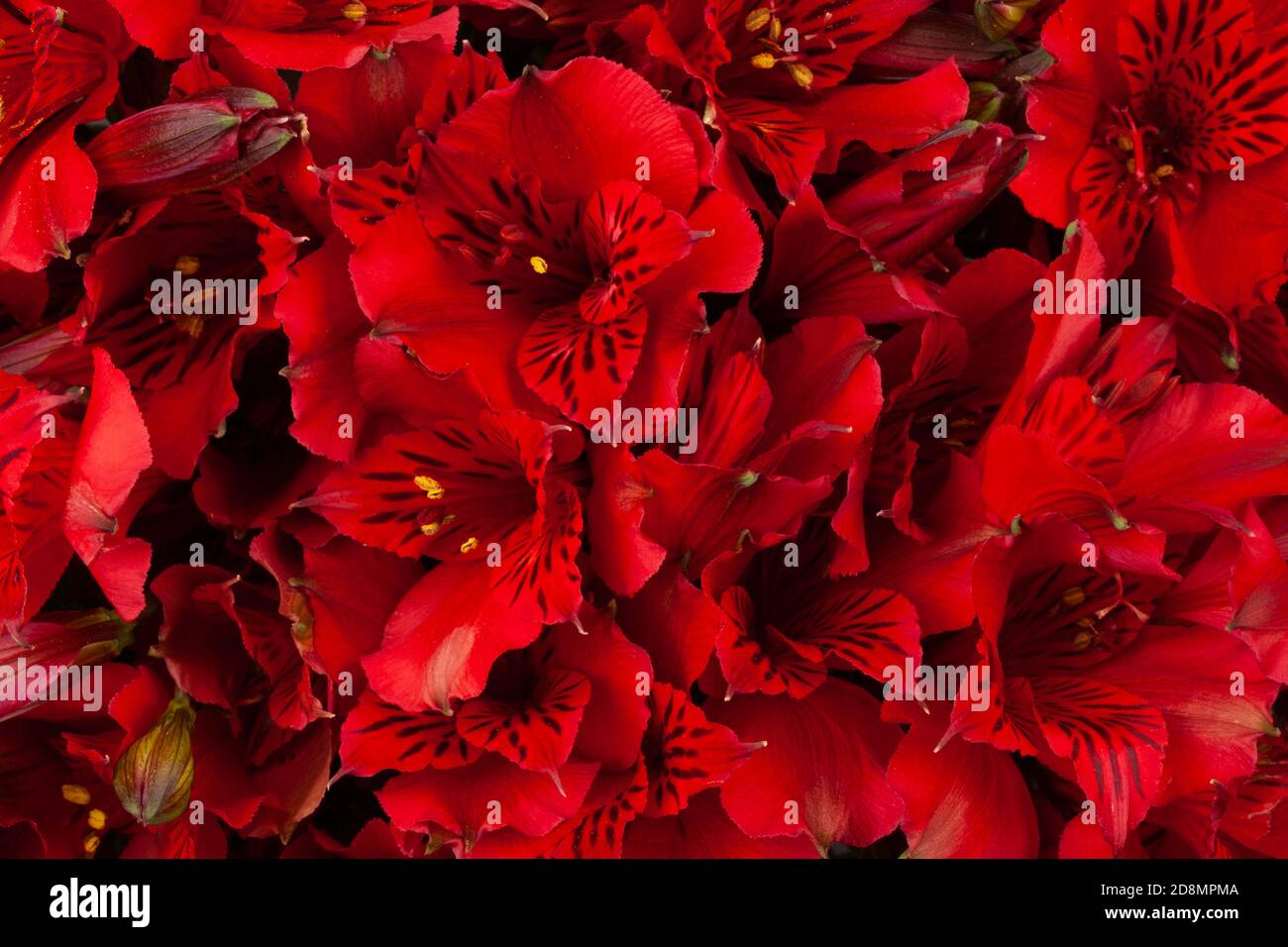 Bright floral composition of natural fresh dark alstroemeria in a dark ...