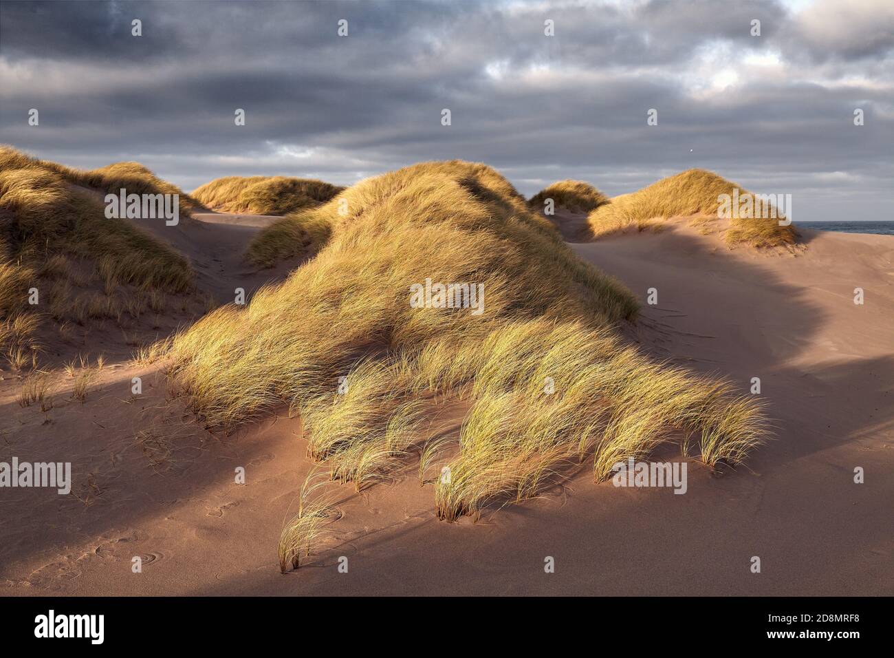 Golden light on sand dunes Stock Photo - Alamy