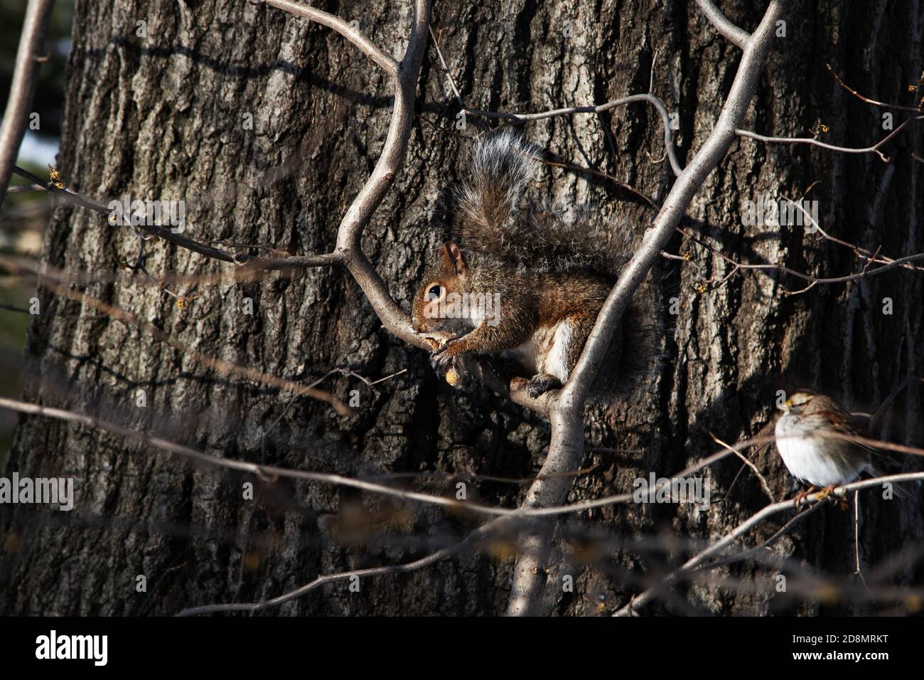 Cute furry squirrel sitting on a tree branch Stock Photo - Alamy