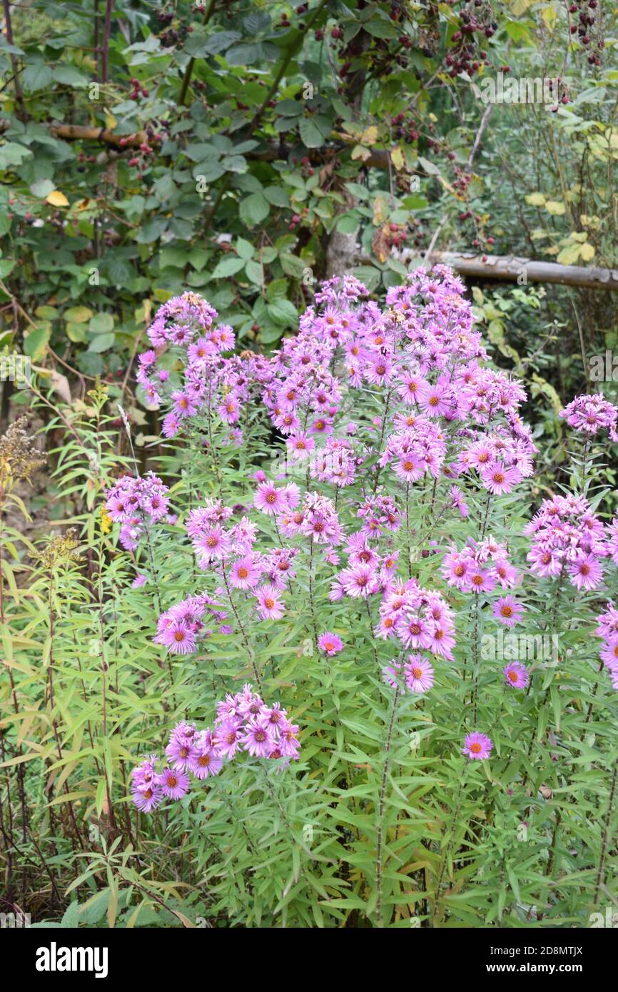 Purple Fall Colours High Resolution Stock Photography and Images - Alamy