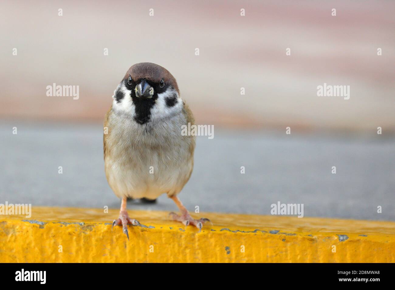 Close up sparrows hi-res stock photography and images - Alamy