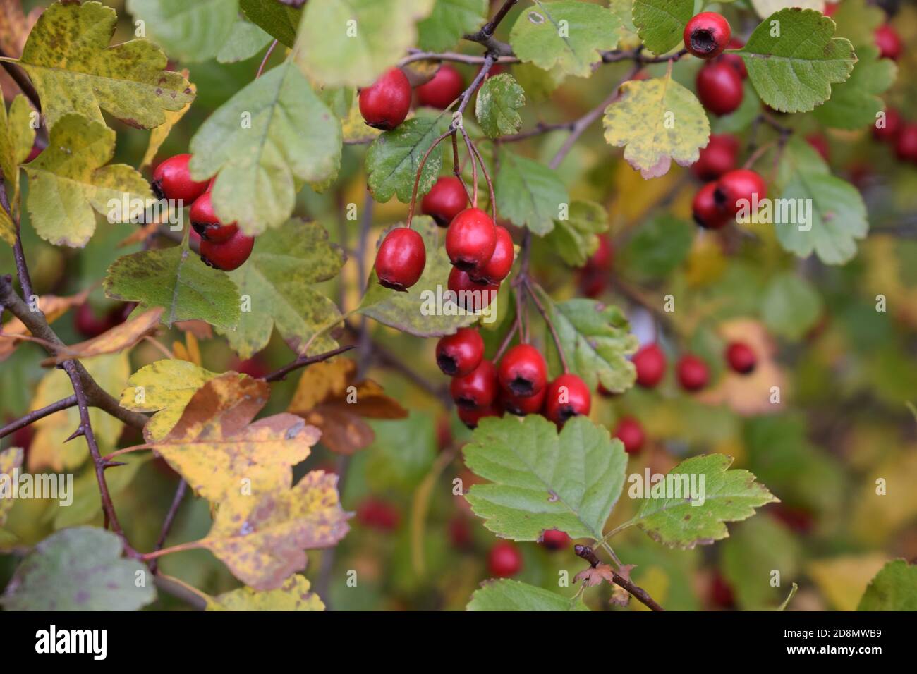 Rosenfrucht hi-res stock photography and images - Alamy