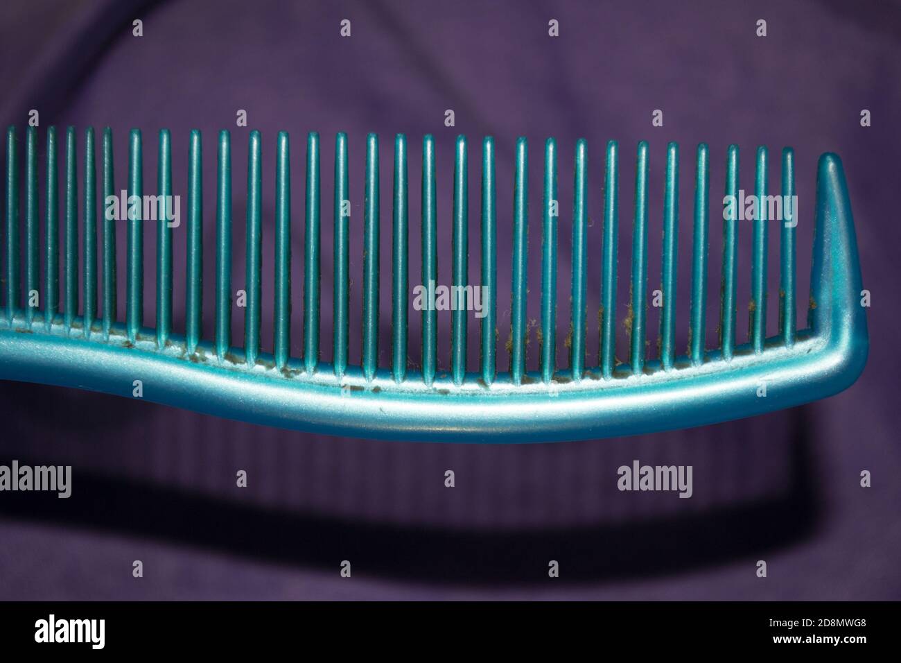 A dirty, unwashed and disgusting blue color plastic hair comb/tooth ...