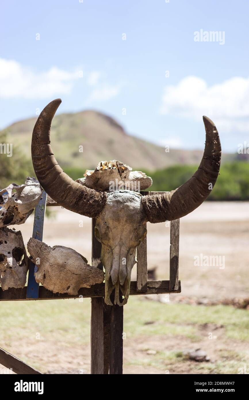 Buffalo skeleton hi-res stock photography and images - Alamy