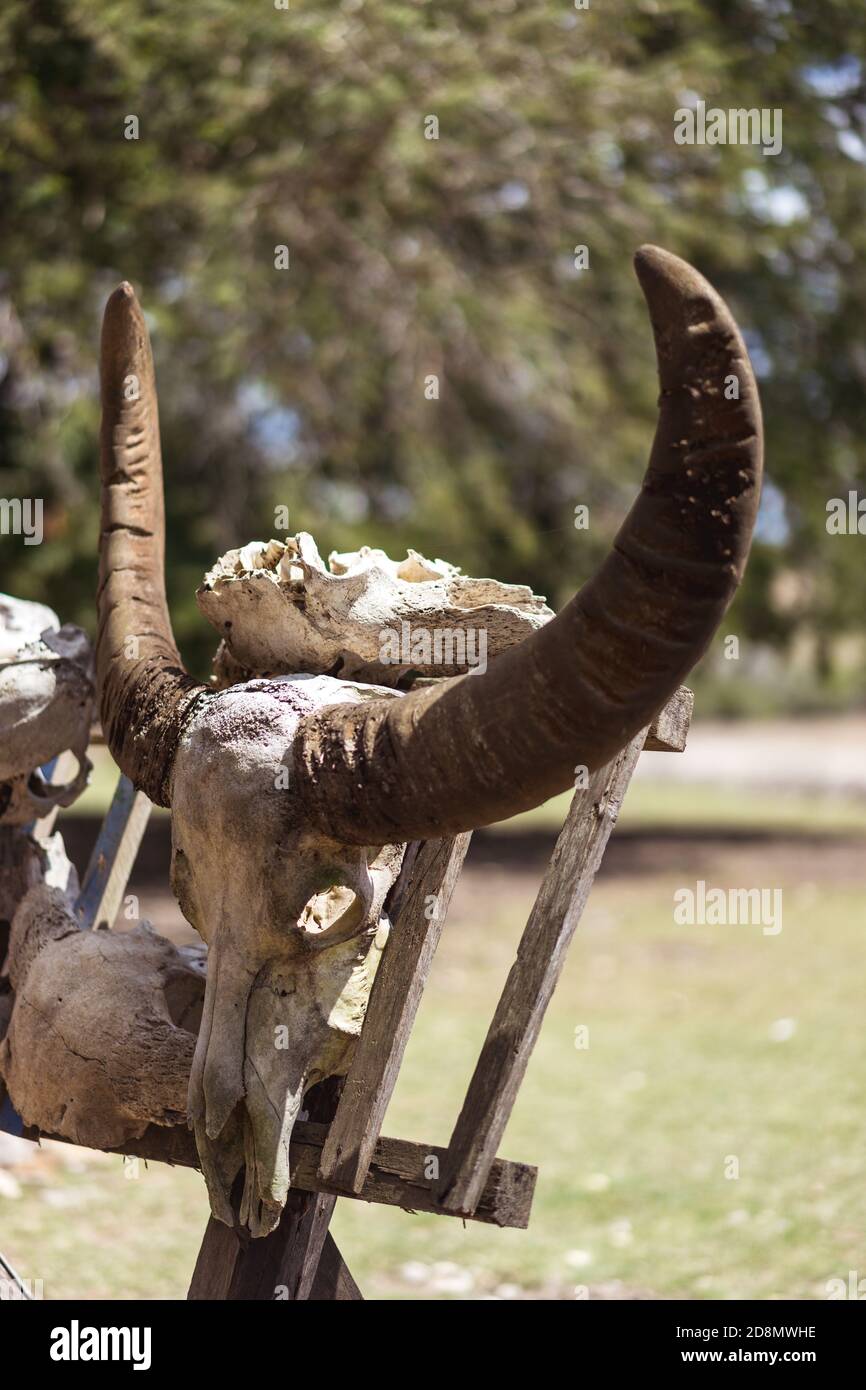 Buffalo skeleton hi-res stock photography and images - Alamy