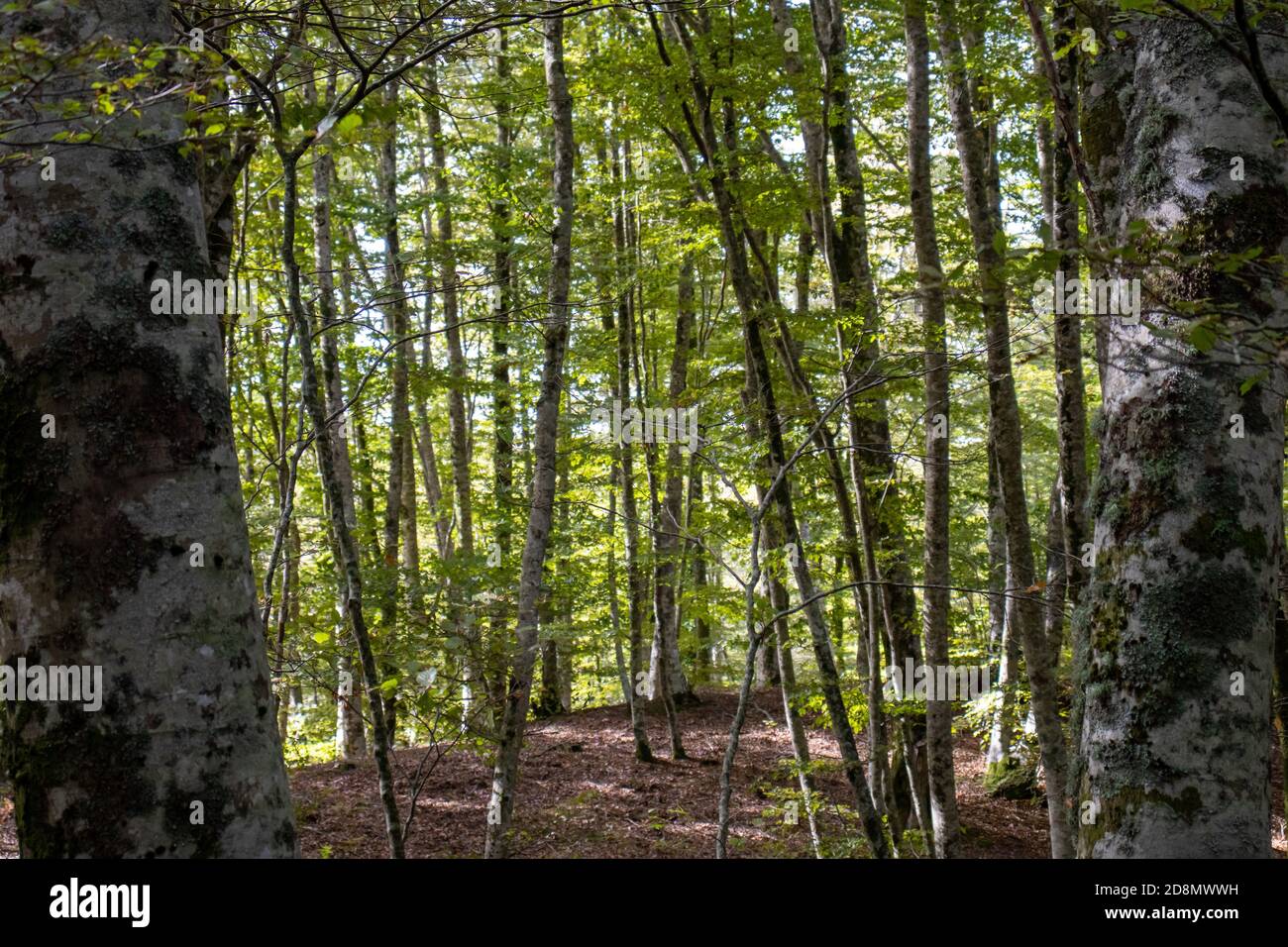 tall green european beech forest with sky behind Stock Photo - Alamy
