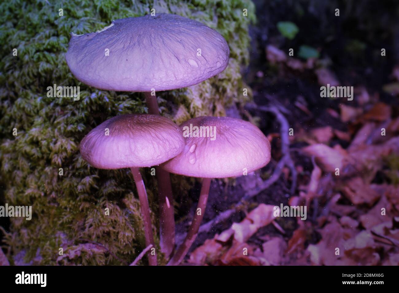 Champignon violet hi-res stock photography and images - Alamy