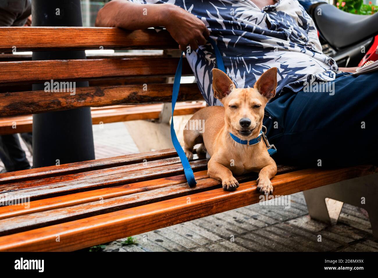 view of dog resting on a wooden bench next to his owner, looking at ...