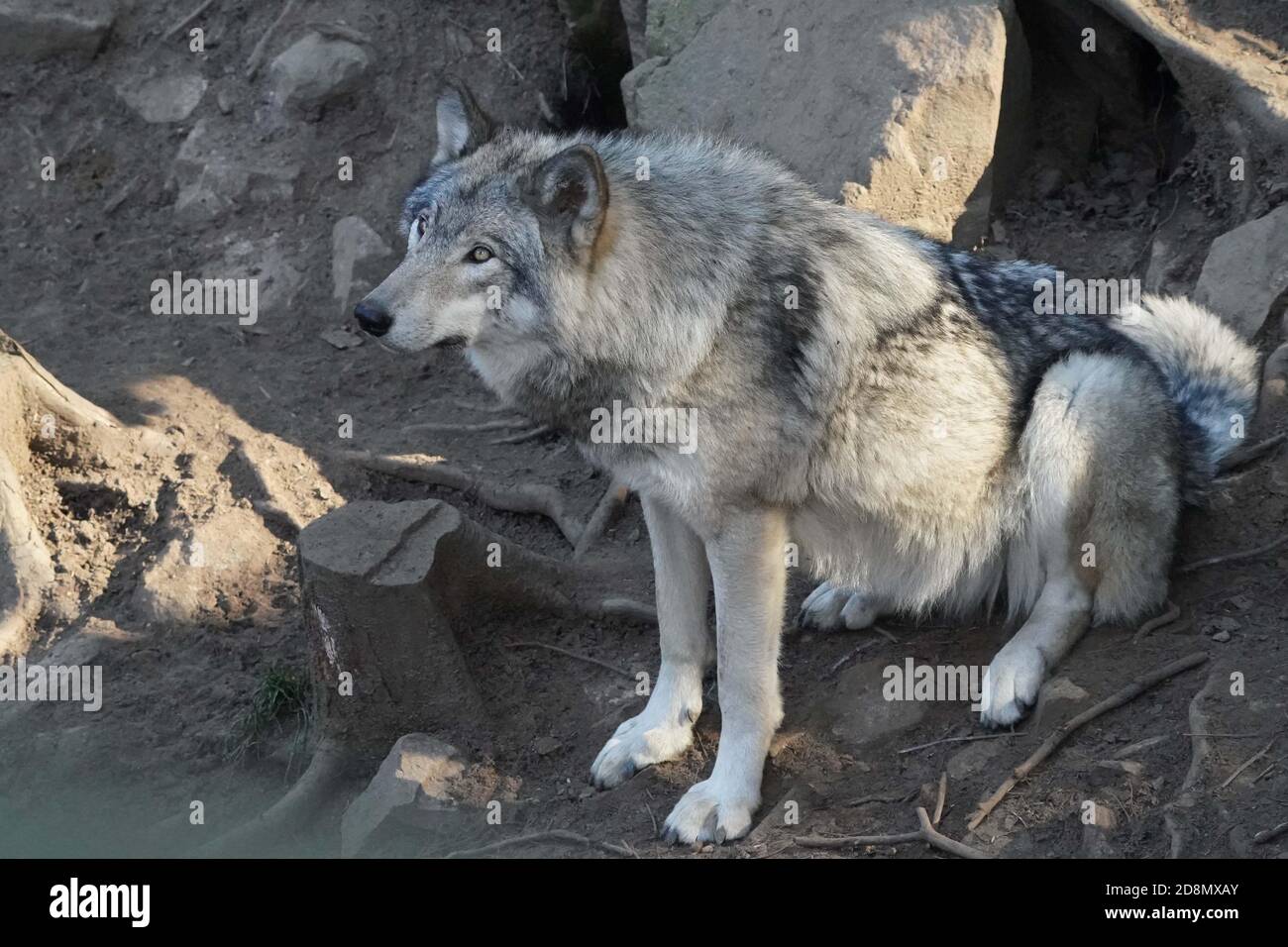Timber Wolves in family group (pack Stock Photo - Alamy