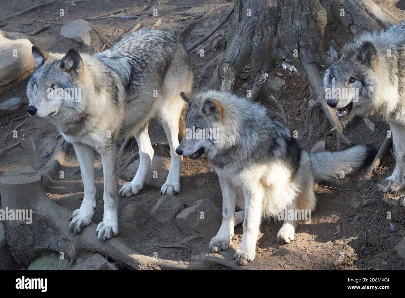 Timber Wolves in family group (pack Stock Photo - Alamy