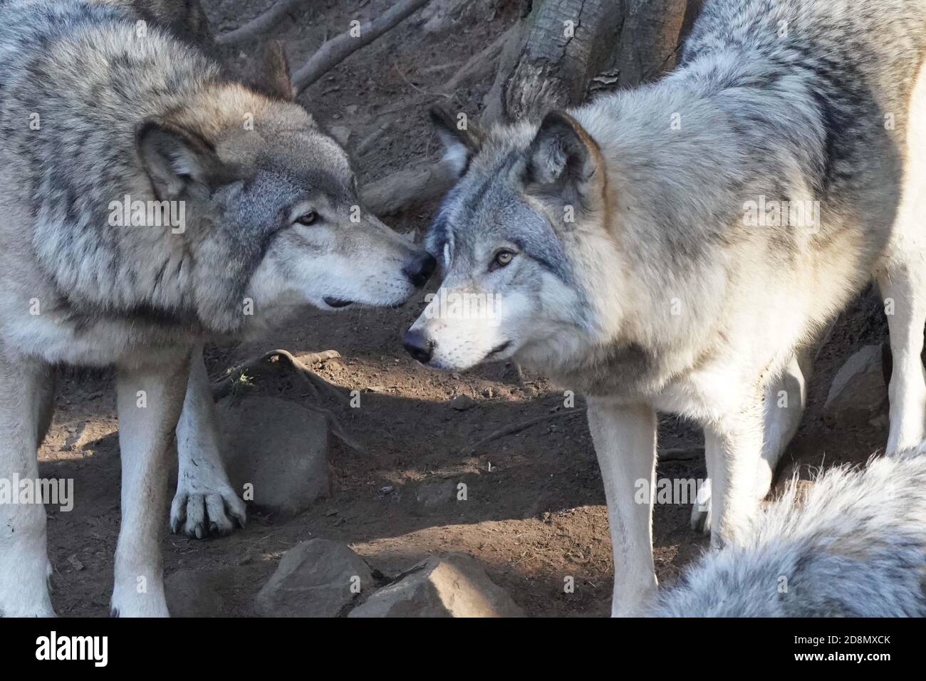 Timber Wolves in family group (pack Stock Photo - Alamy