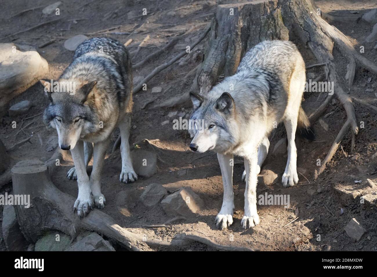 Timber Wolves in family group (pack Stock Photo - Alamy