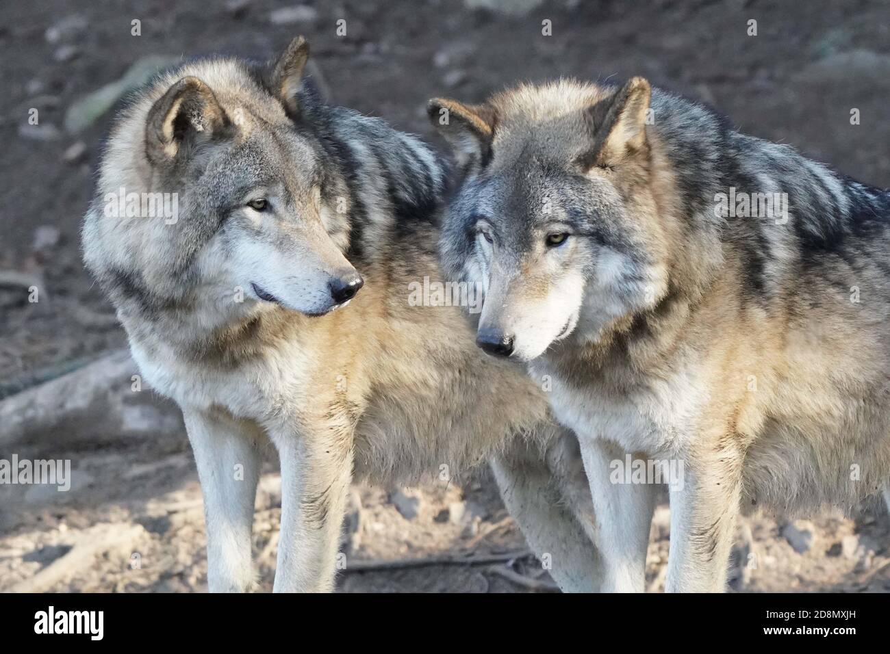 Timber Wolves in family group (pack Stock Photo - Alamy