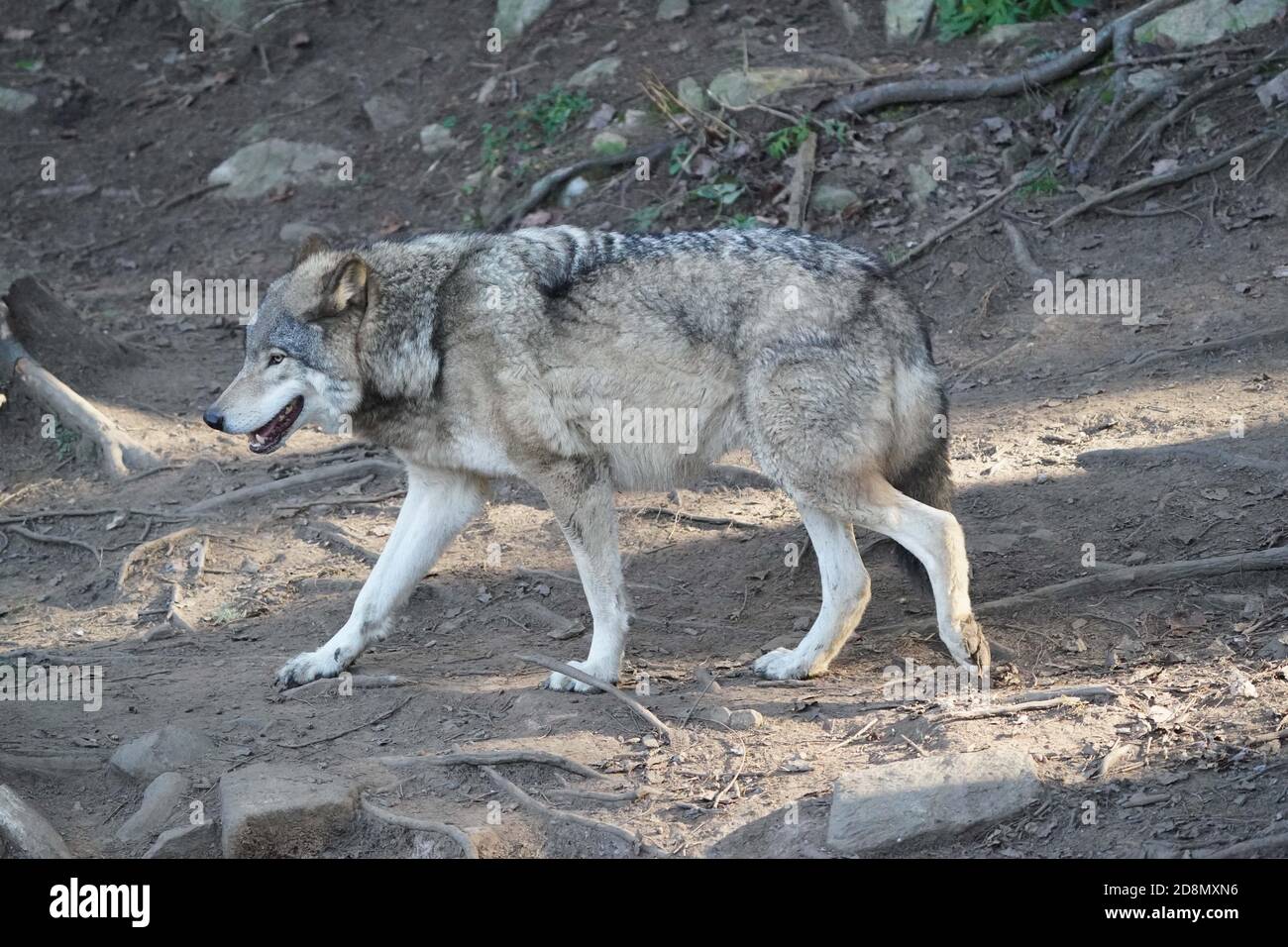 Timber Wolves in family group (pack Stock Photo - Alamy