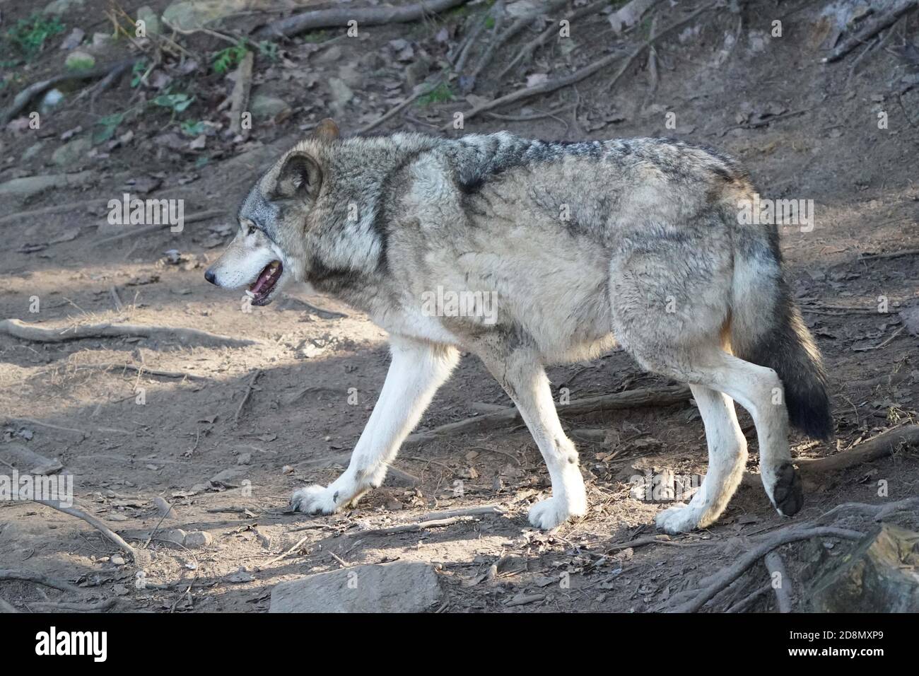 Timber Wolves in family group (pack Stock Photo - Alamy