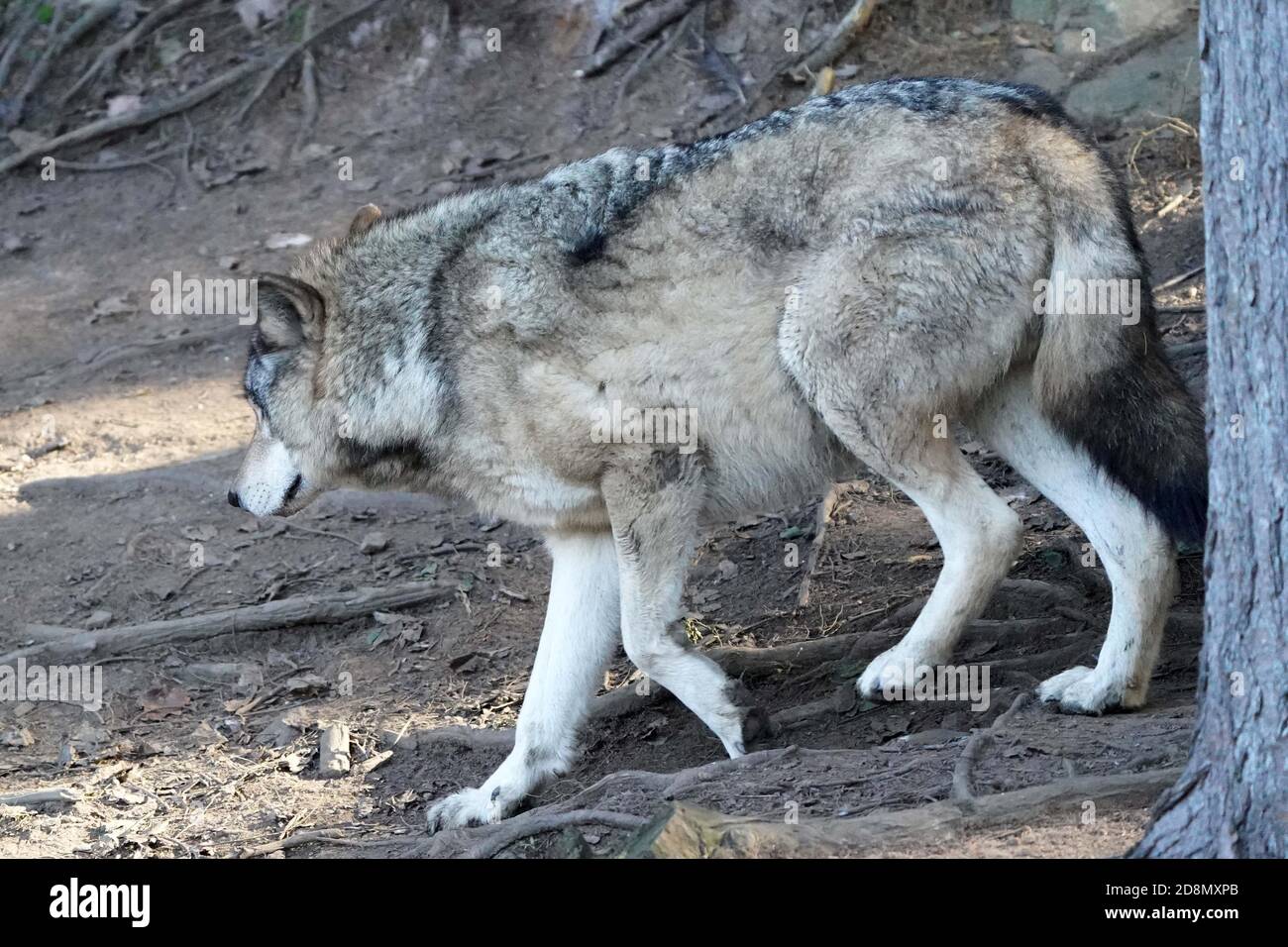 Very Pregnant Wolf