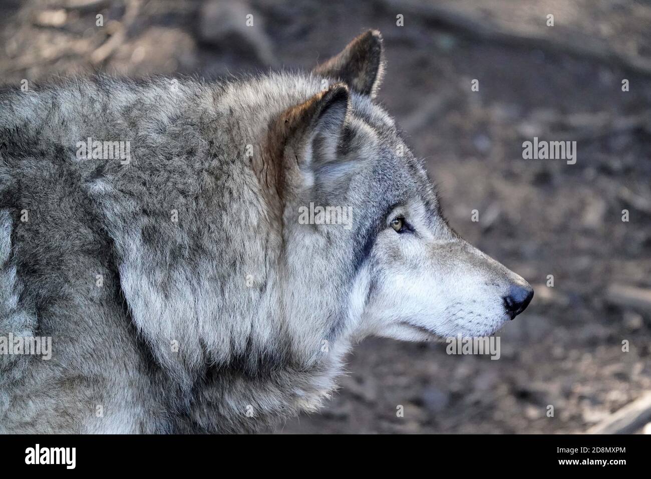 Timber Wolves in family group (pack Stock Photo - Alamy