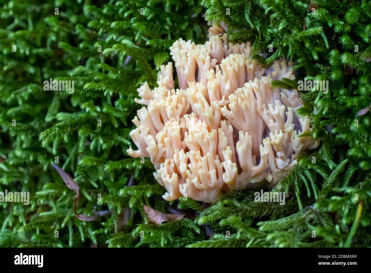 Coral fungus ramaria pallida hi-res stock photography and images - Alamy